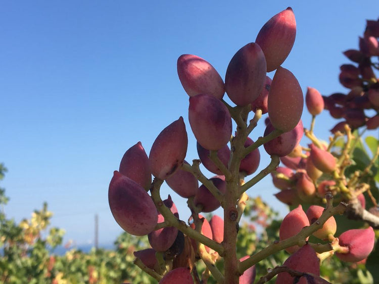 Why you should know about the fascinating history of the pistachio ...